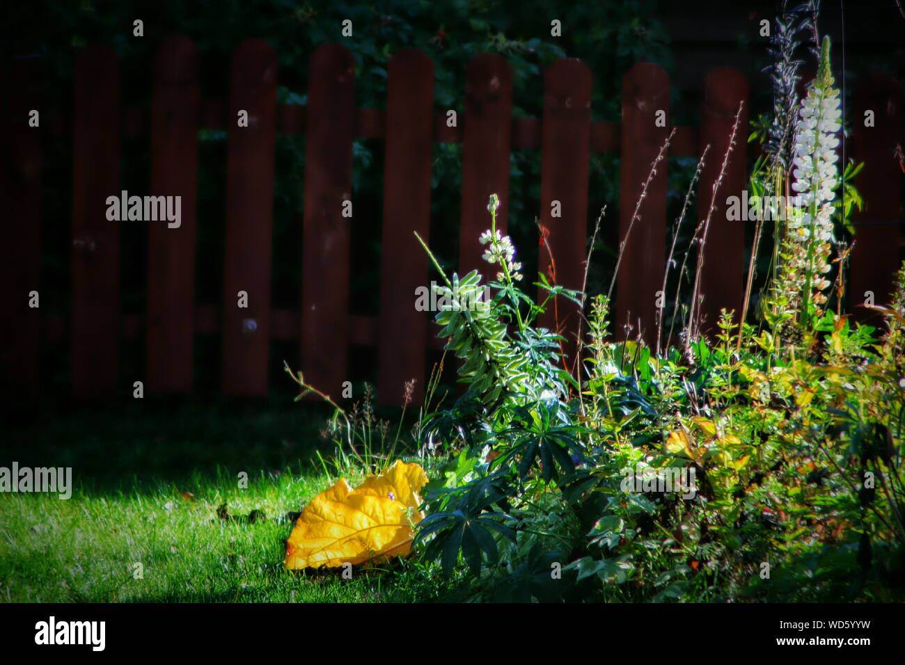 Back sunlight hi-res stock photography and images - Alamy