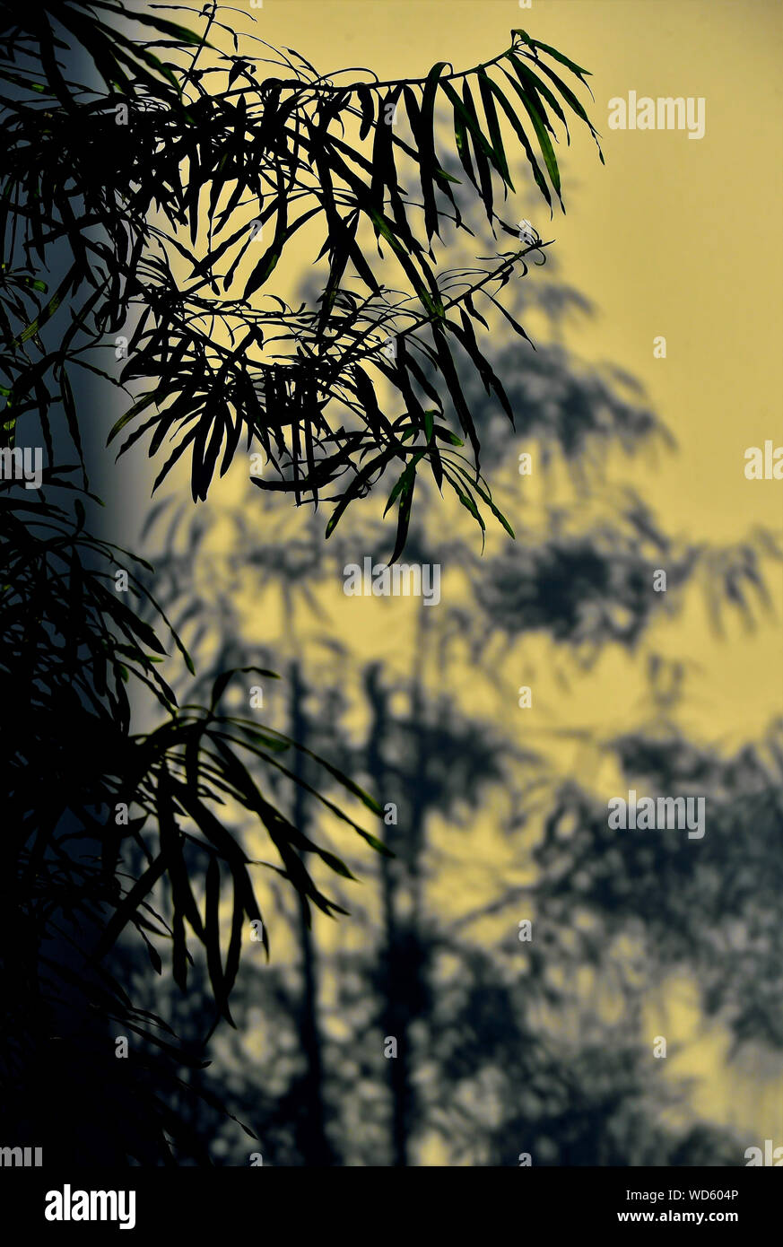 Bamboo leaves and shadows on wall in soft focus and evening light as ...