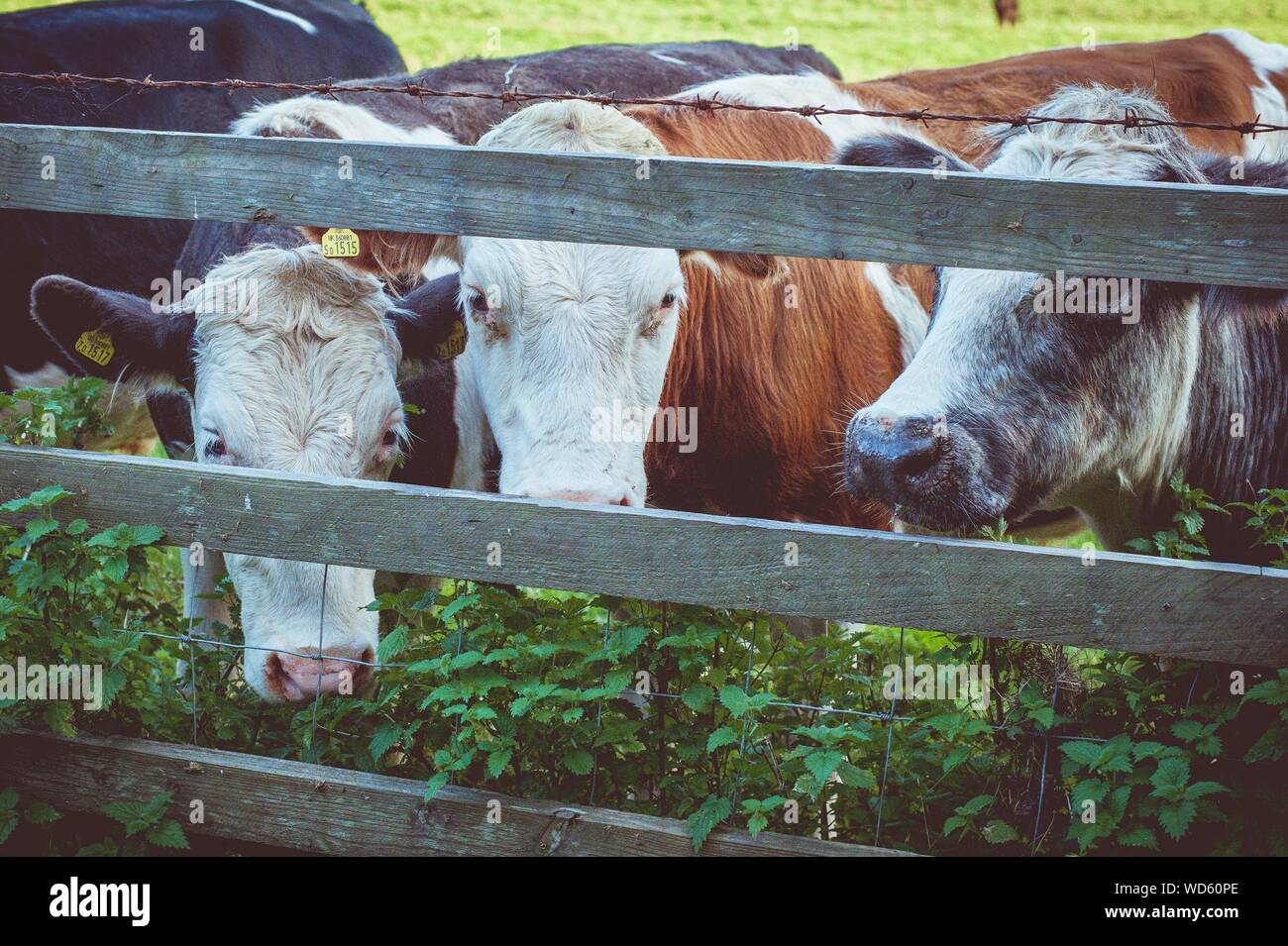View Of Cows In Barn Stock Photo - Alamy