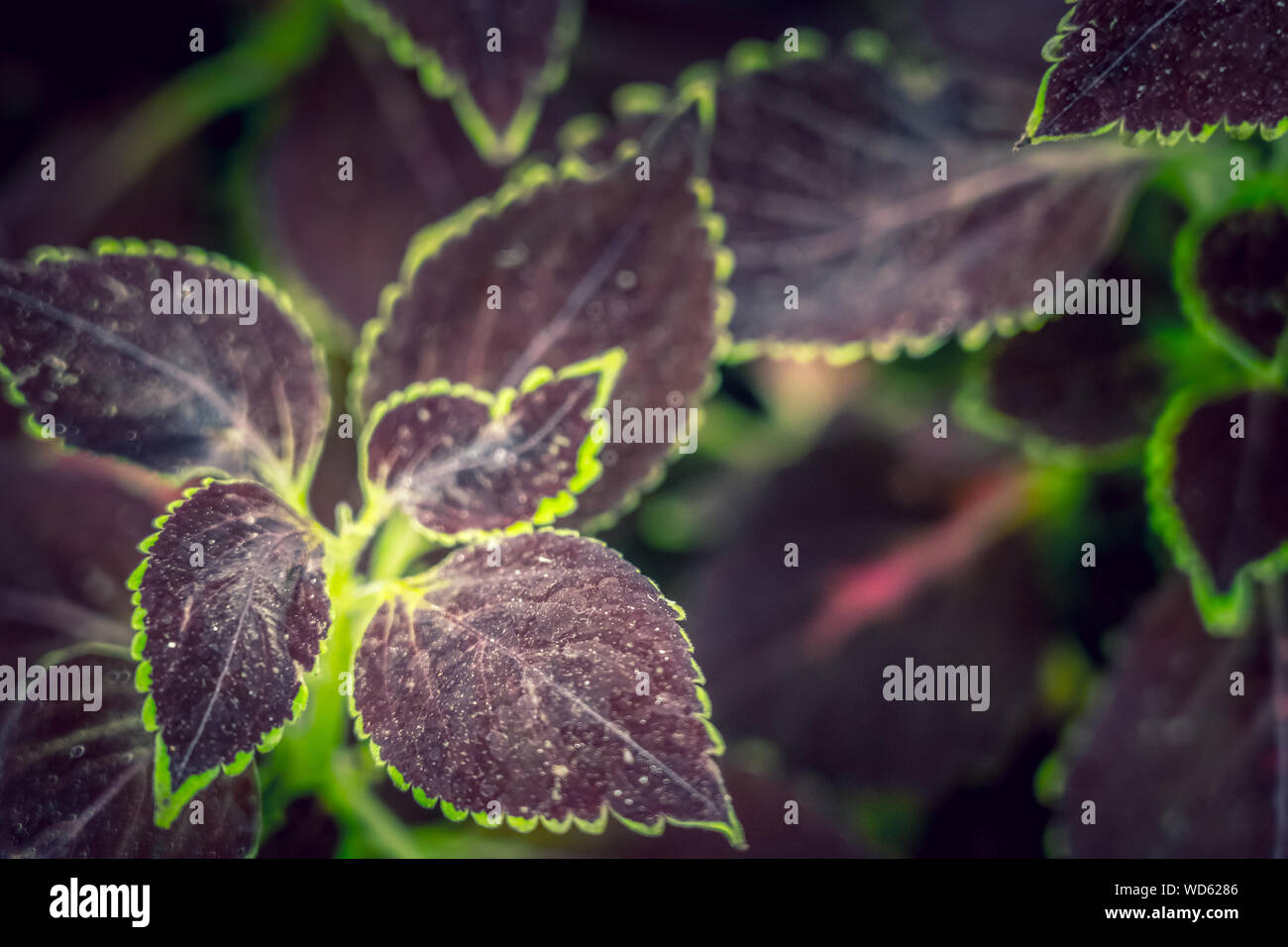 Coleus background. Coleus plant close up Stock Photo - Alamy