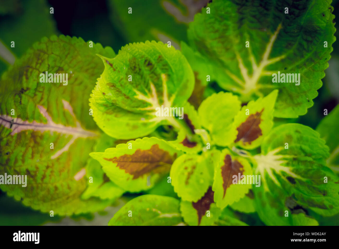 Coleus background. Coleus plant close up Stock Photo - Alamy