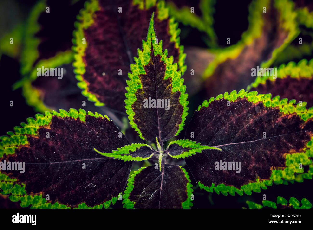 Coleus background. Coleus plant close up Stock Photo - Alamy