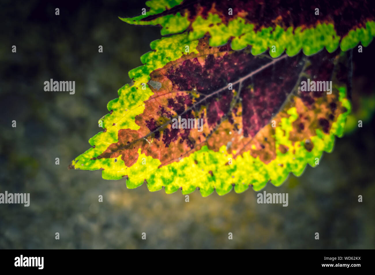Coleus background. Coleus plant close up Stock Photo - Alamy
