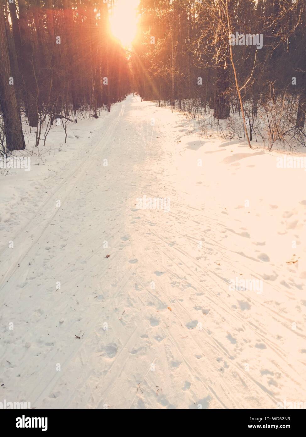 Sunlight shining on winter trees hi-res stock photography and images ...