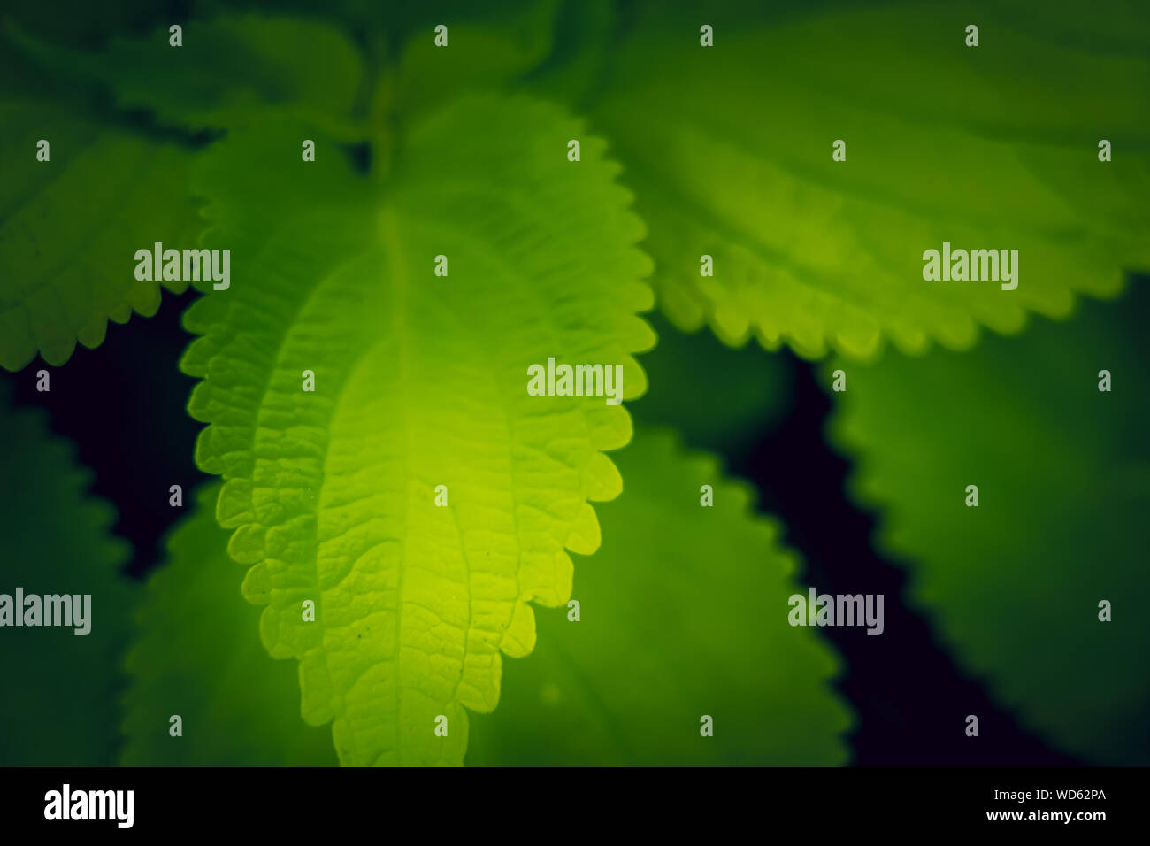 Coleus background. Coleus plant close up Stock Photo - Alamy
