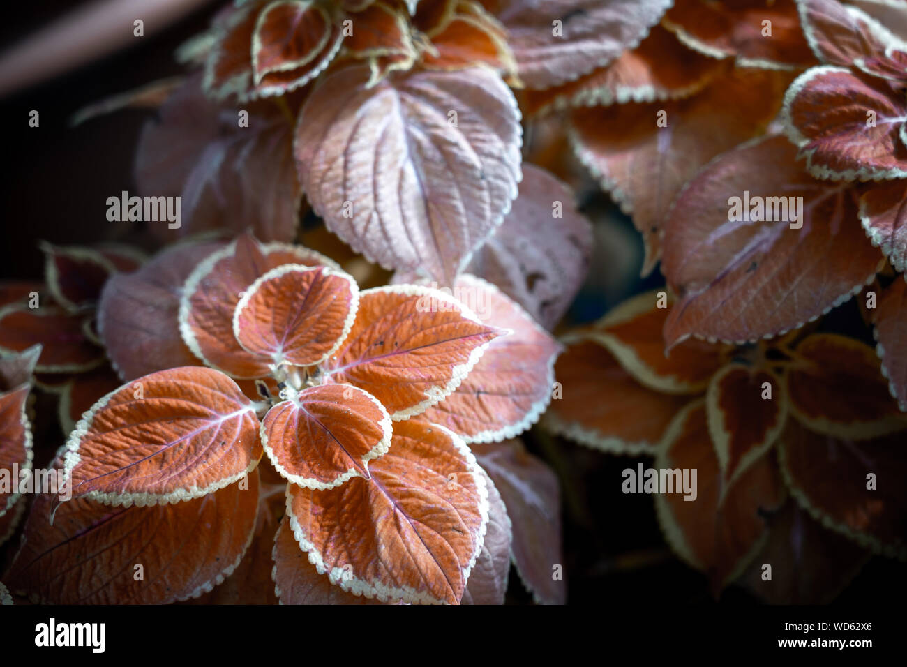 Coleus background. Coleus plant close up Stock Photo - Alamy