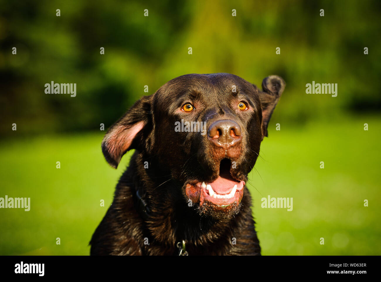 Do Dogs Smile With Their Mouth Closed