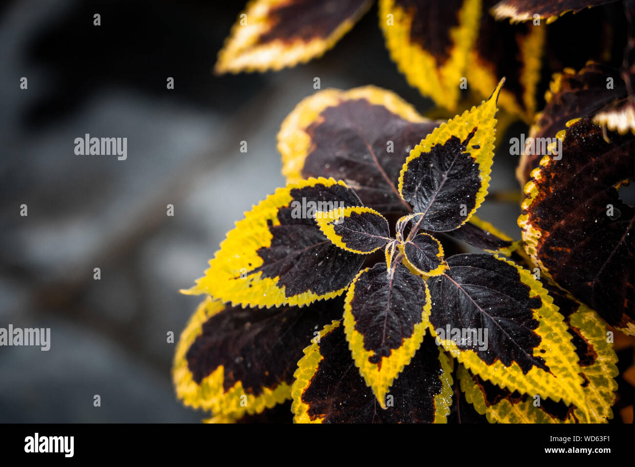 Coleus background. Coleus plant close up Stock Photo - Alamy