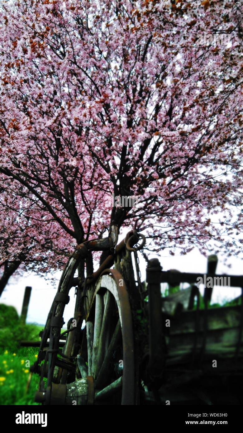 Tree wagon hi-res stock photography and images - Alamy