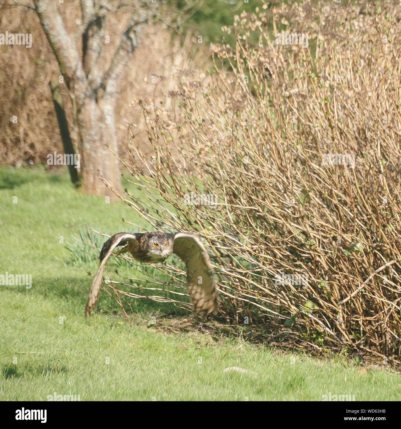Dead Owl High Resolution Stock Photography and Images - Alamy