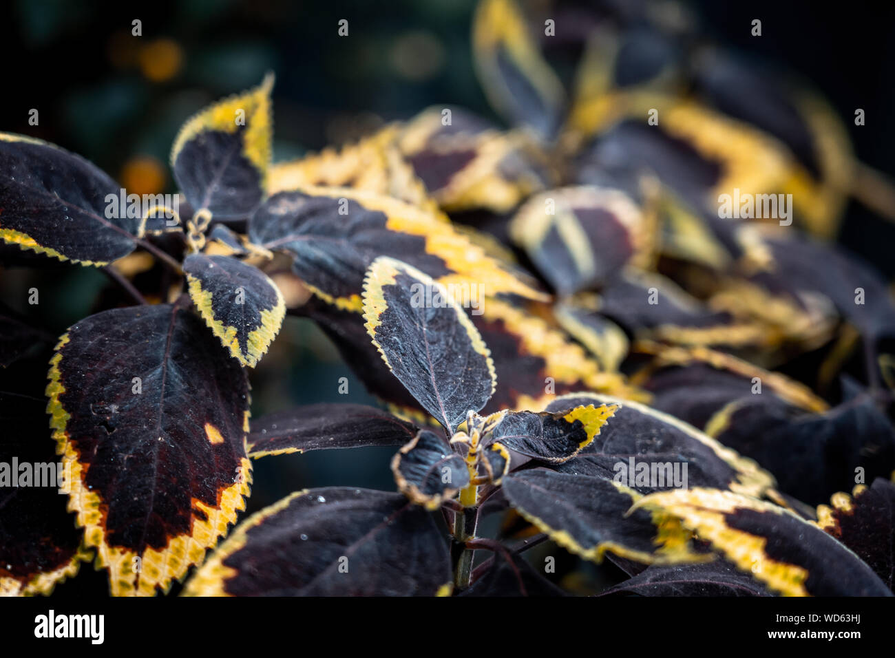 Coleus background. Coleus plant close up Stock Photo - Alamy