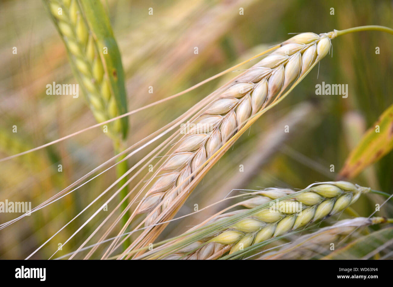 Plants barley hi-res stock photography and images - Alamy