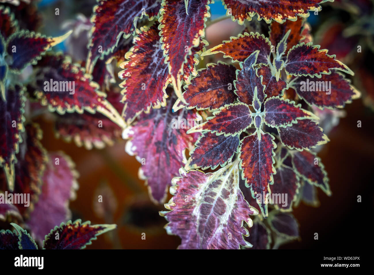 Coleus background. Coleus plant close up Stock Photo - Alamy