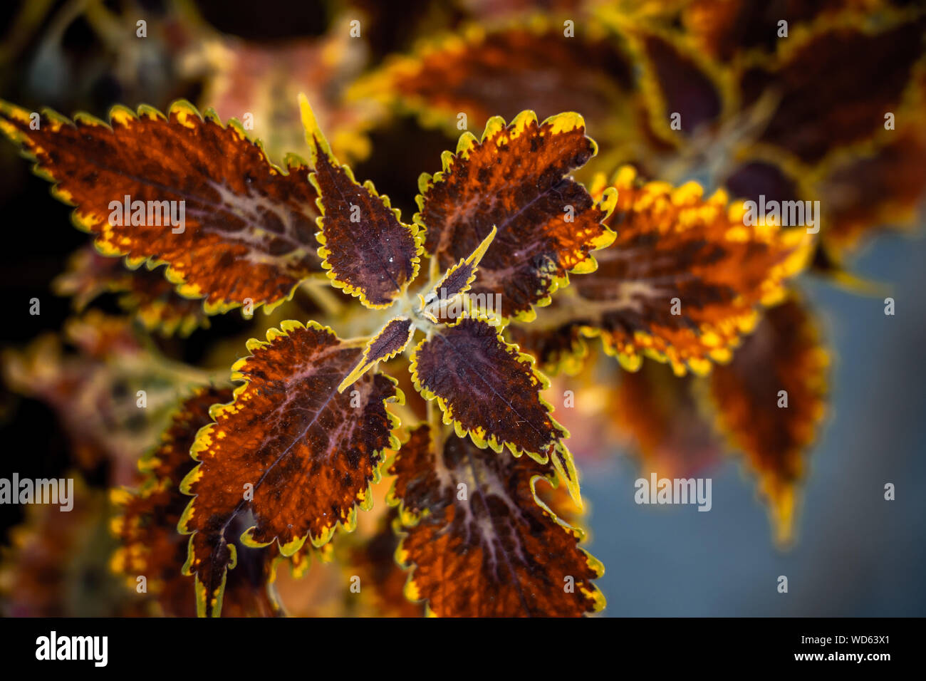 Coleus background. Coleus plant close up Stock Photo - Alamy