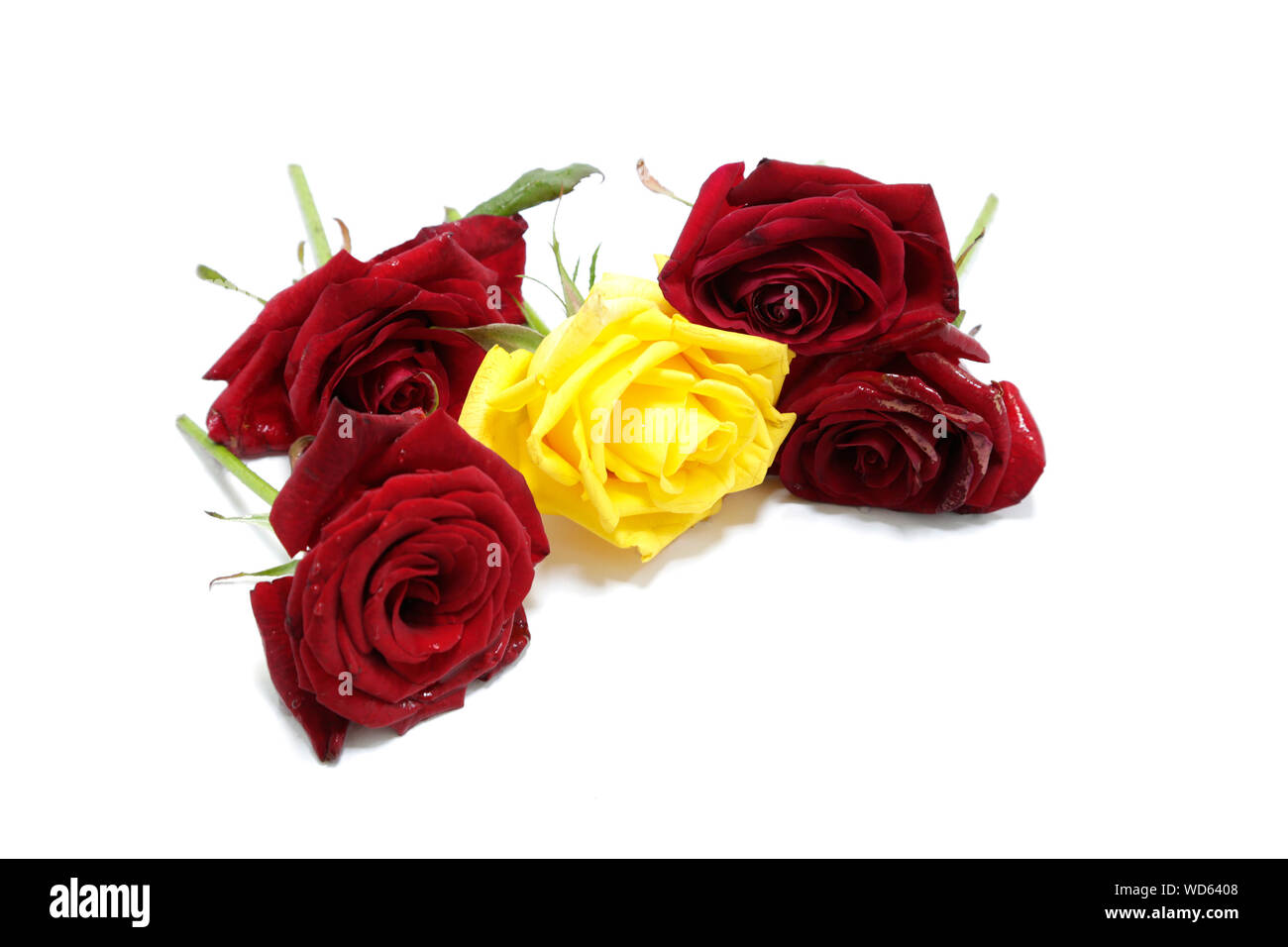 Five white roses hi-res stock photography and images - Alamy