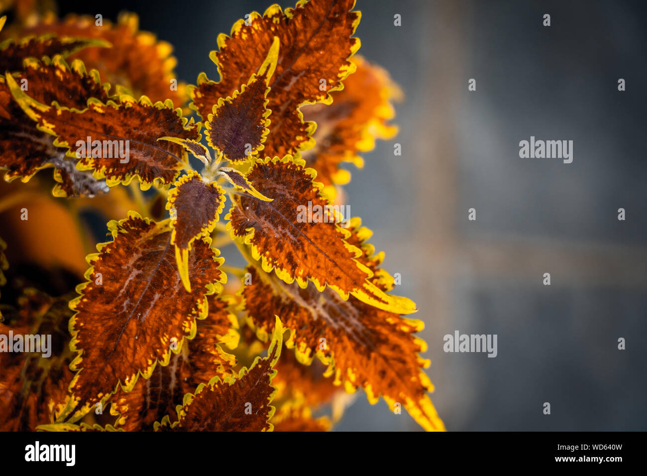 Coleus background. Coleus plant close up Stock Photo - Alamy