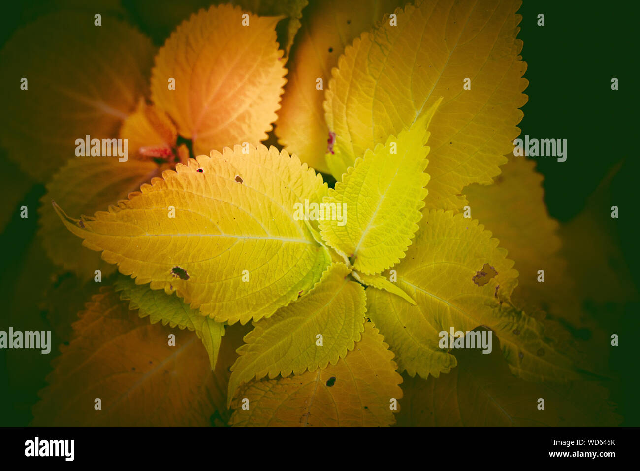 Coleus background. Coleus plant close up Stock Photo - Alamy