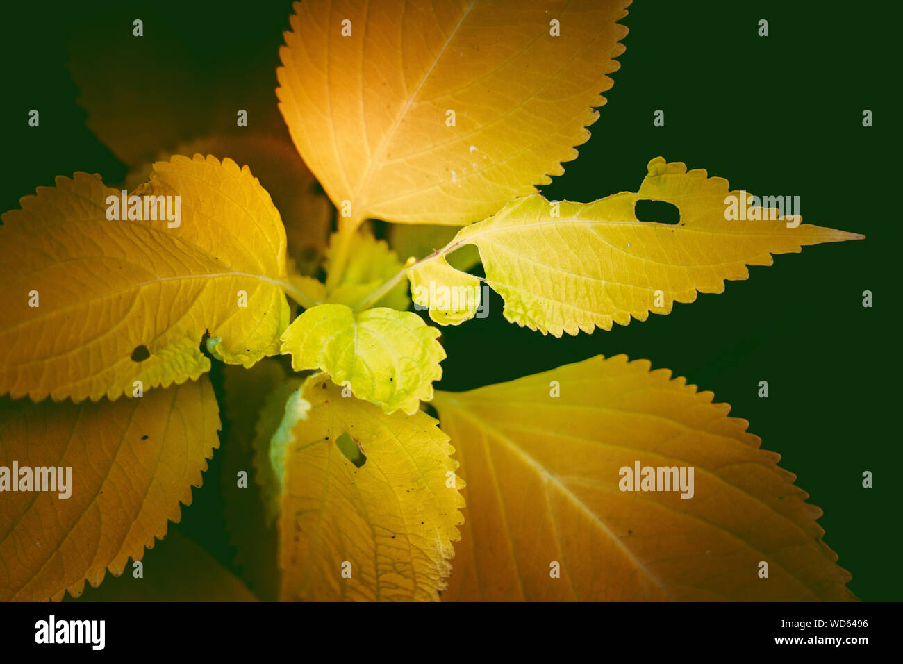 Coleus background. Coleus plant close up Stock Photo - Alamy