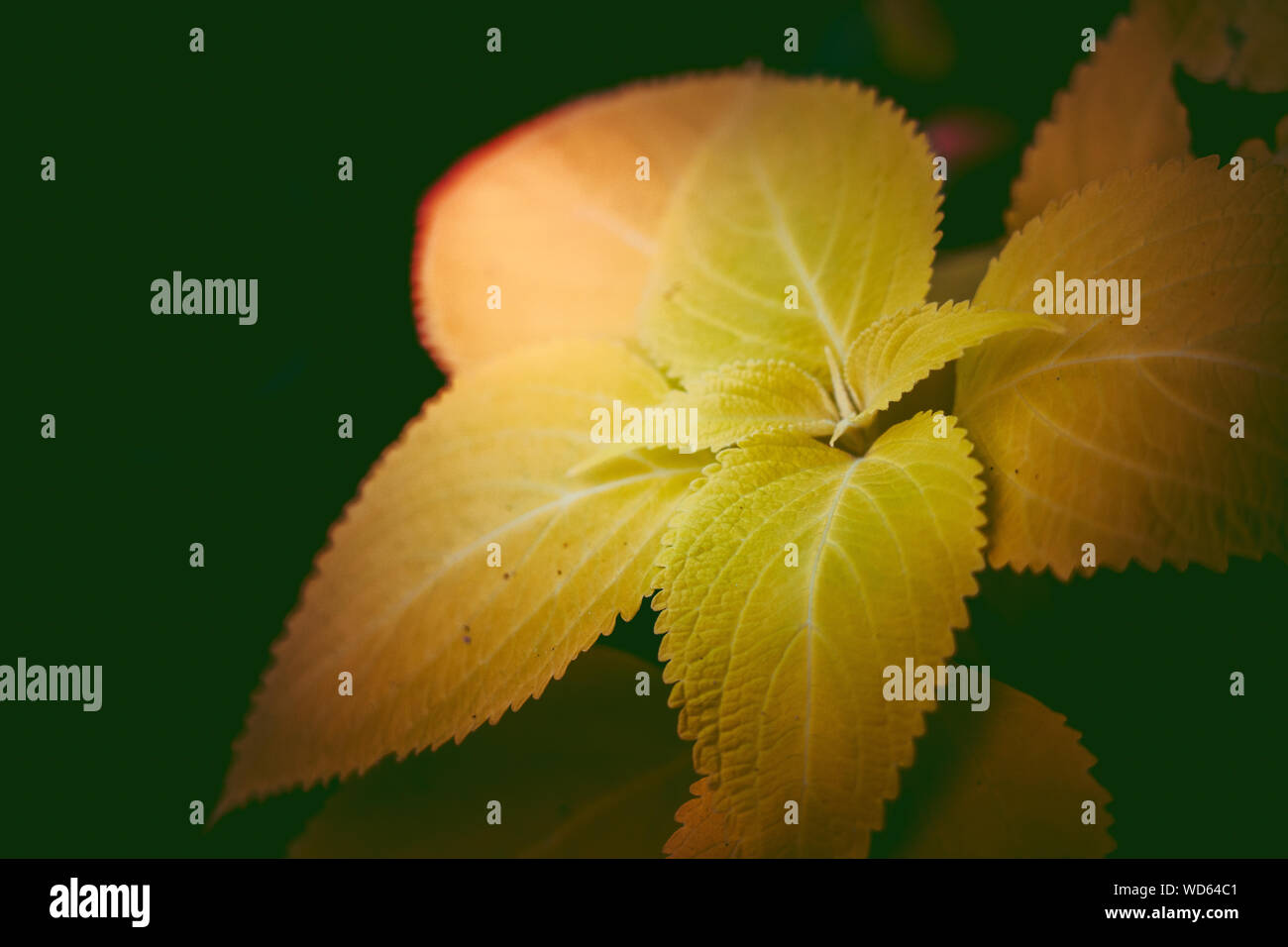 Coleus background. Coleus plant close up Stock Photo - Alamy