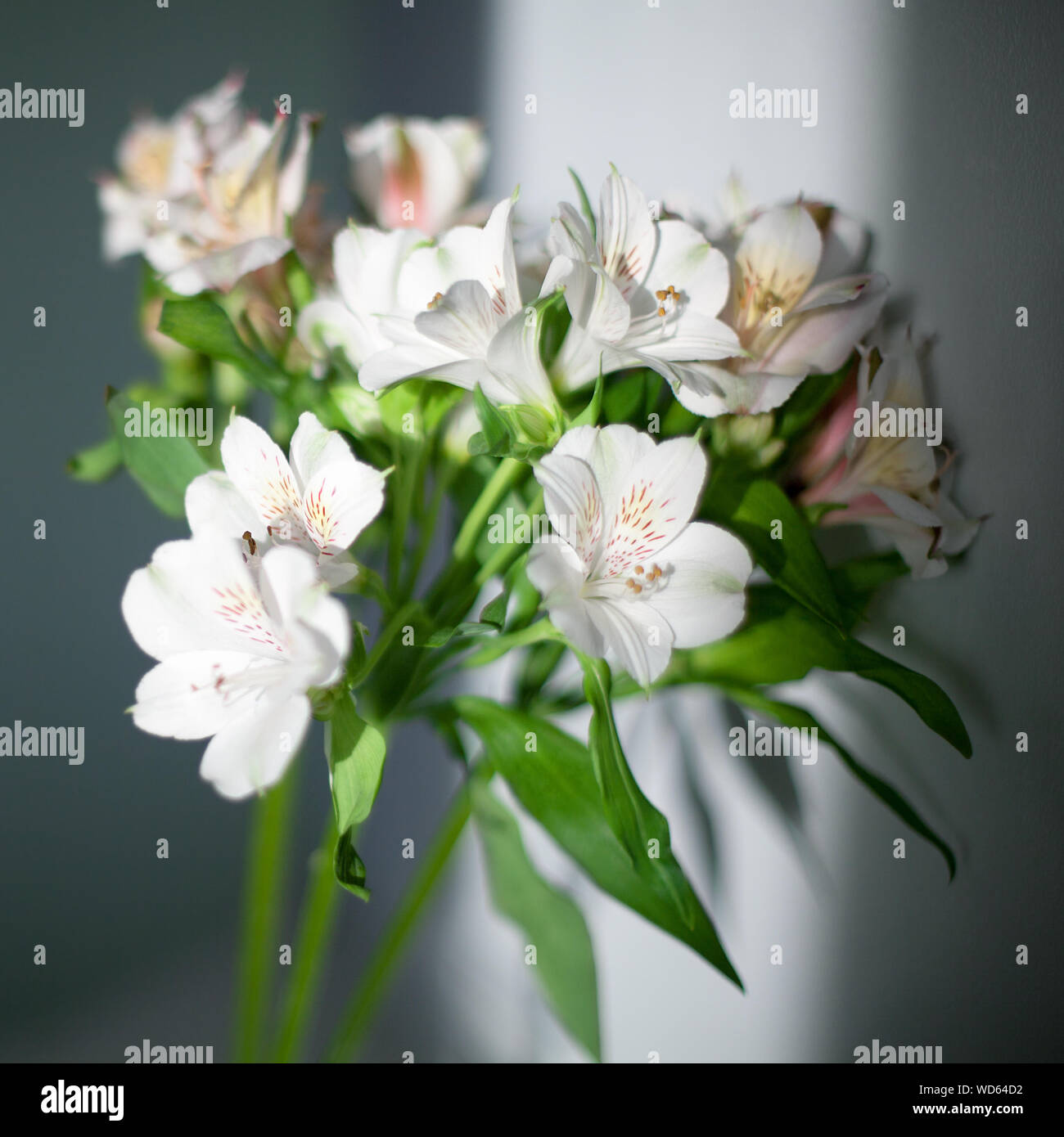 White And Green Alstroemeria