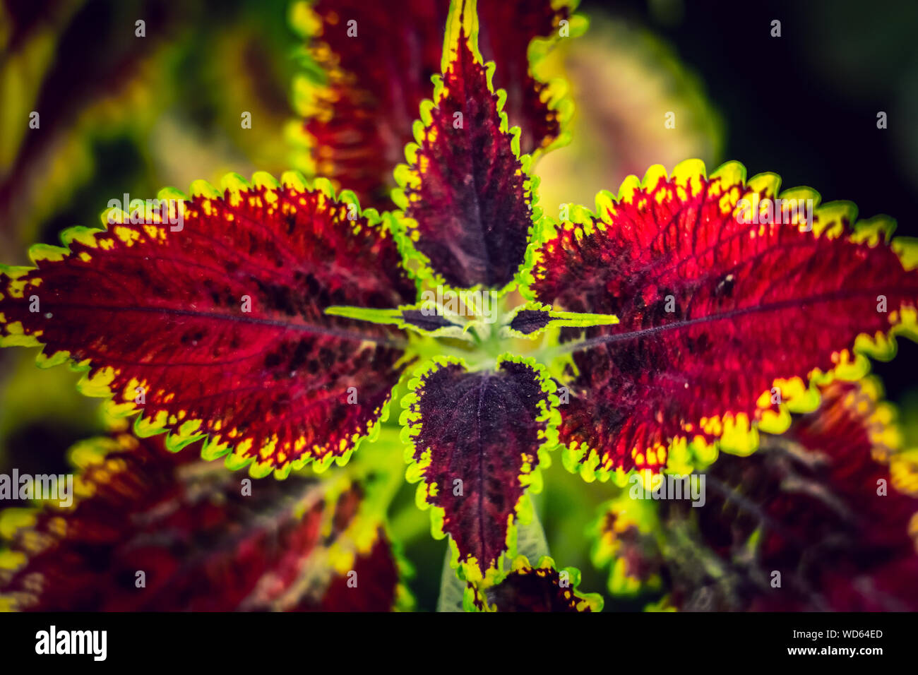 Coleus background. Coleus plant close up Stock Photo - Alamy