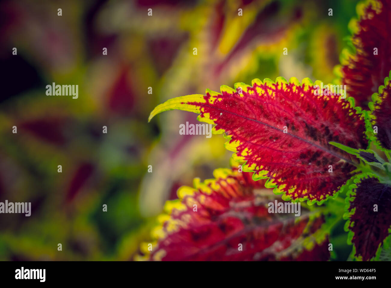 Coleus background. Coleus plant close up Stock Photo - Alamy