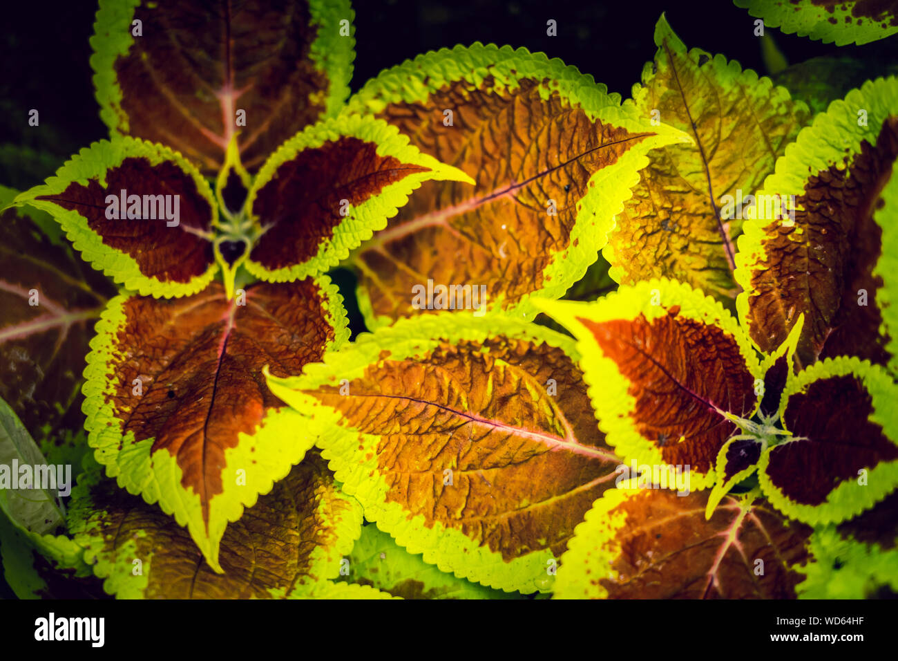 Coleus background. Coleus plant close up Stock Photo - Alamy