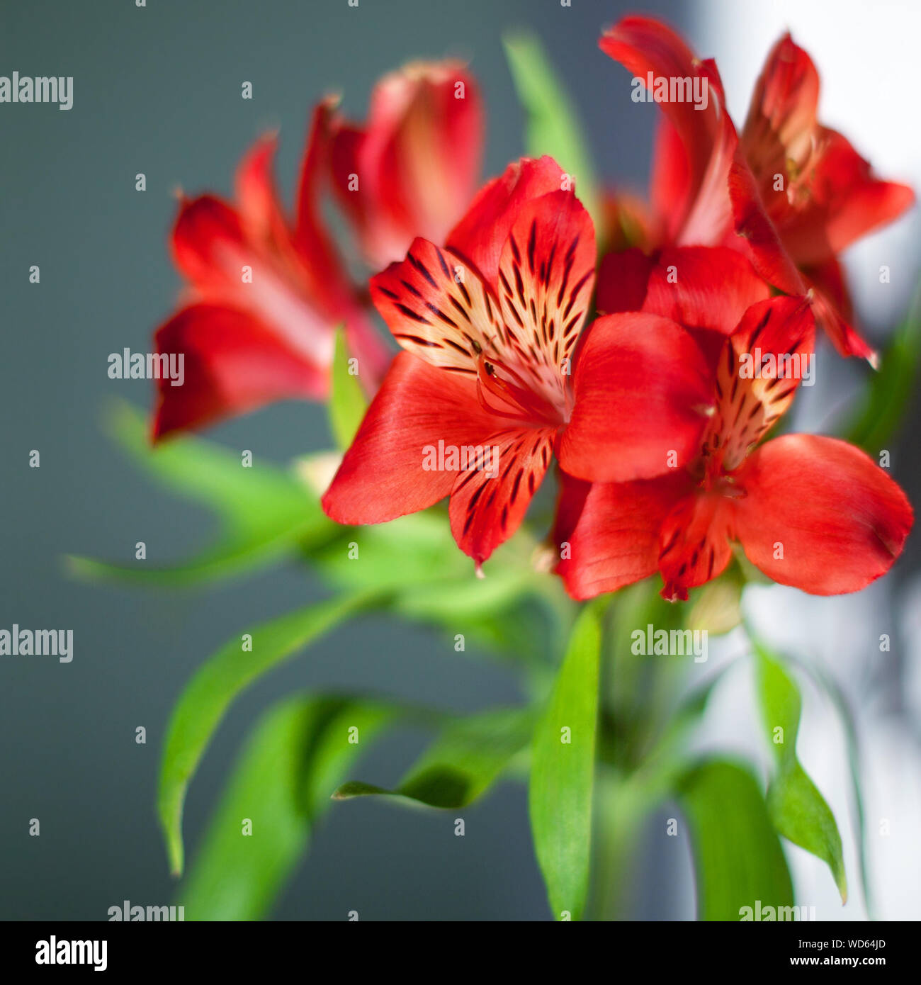 Red alstroemeria hi-res stock photography and images - Alamy