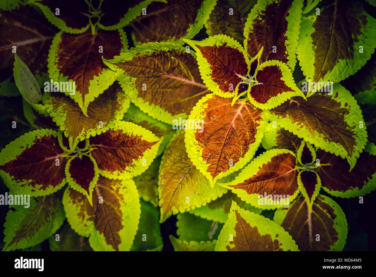 Coleus background. Coleus plant close up Stock Photo - Alamy