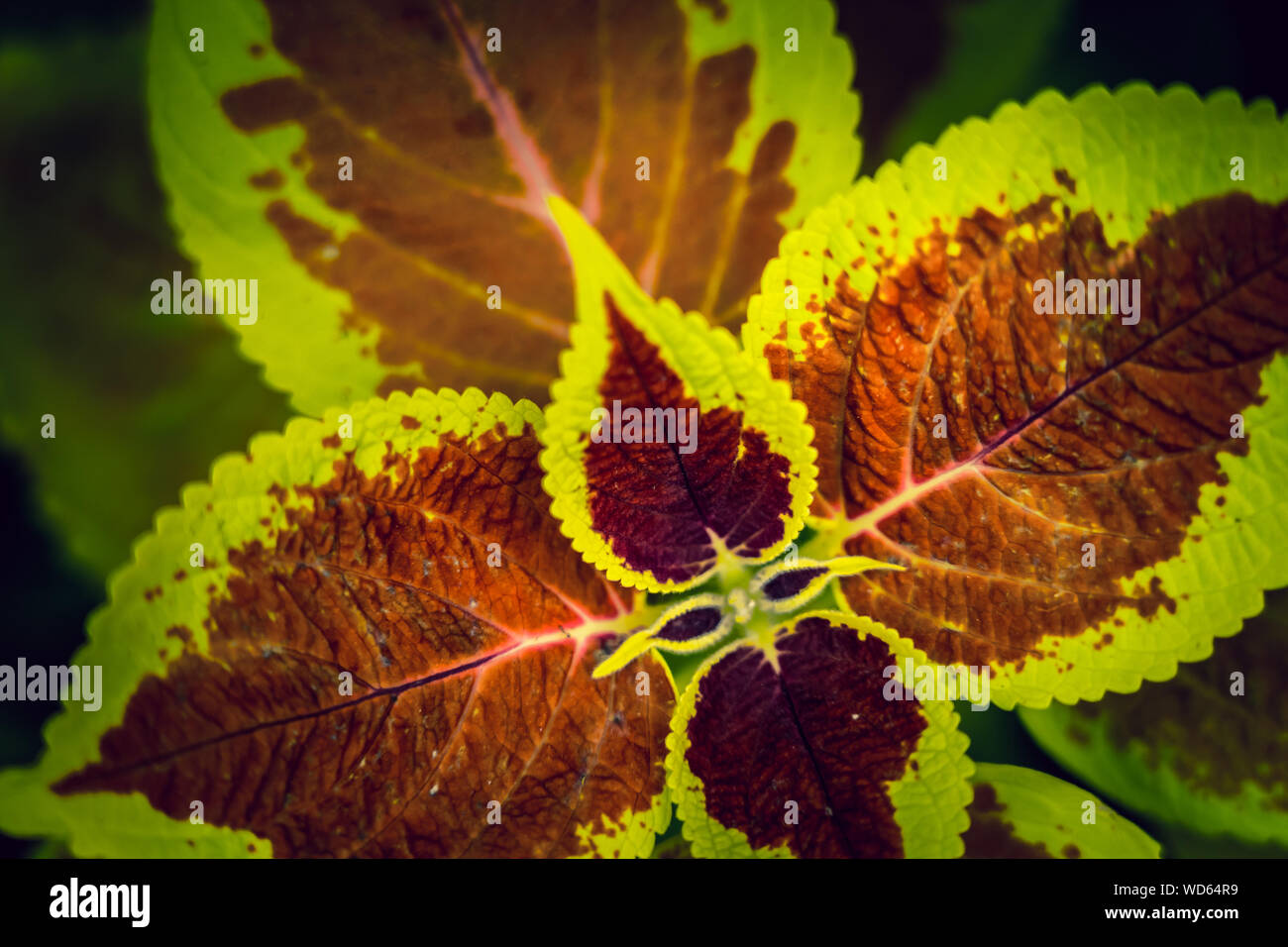 Coleus background. Coleus plant close up Stock Photo - Alamy