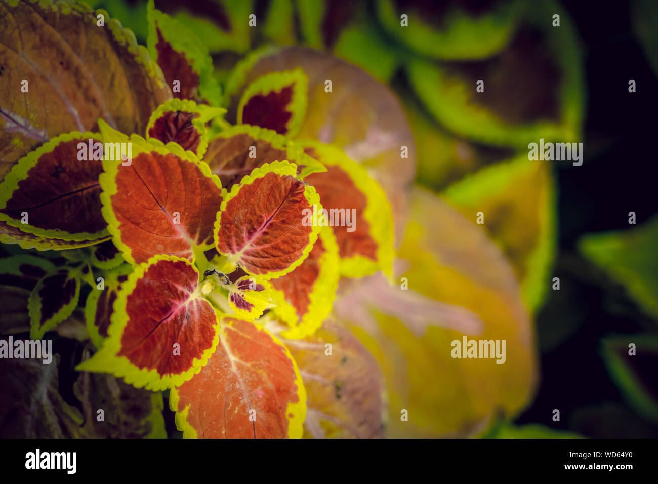 Coleus background. Coleus plant close up Stock Photo - Alamy