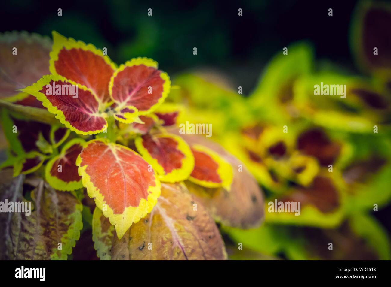 Coleus background. Coleus plant close up Stock Photo - Alamy