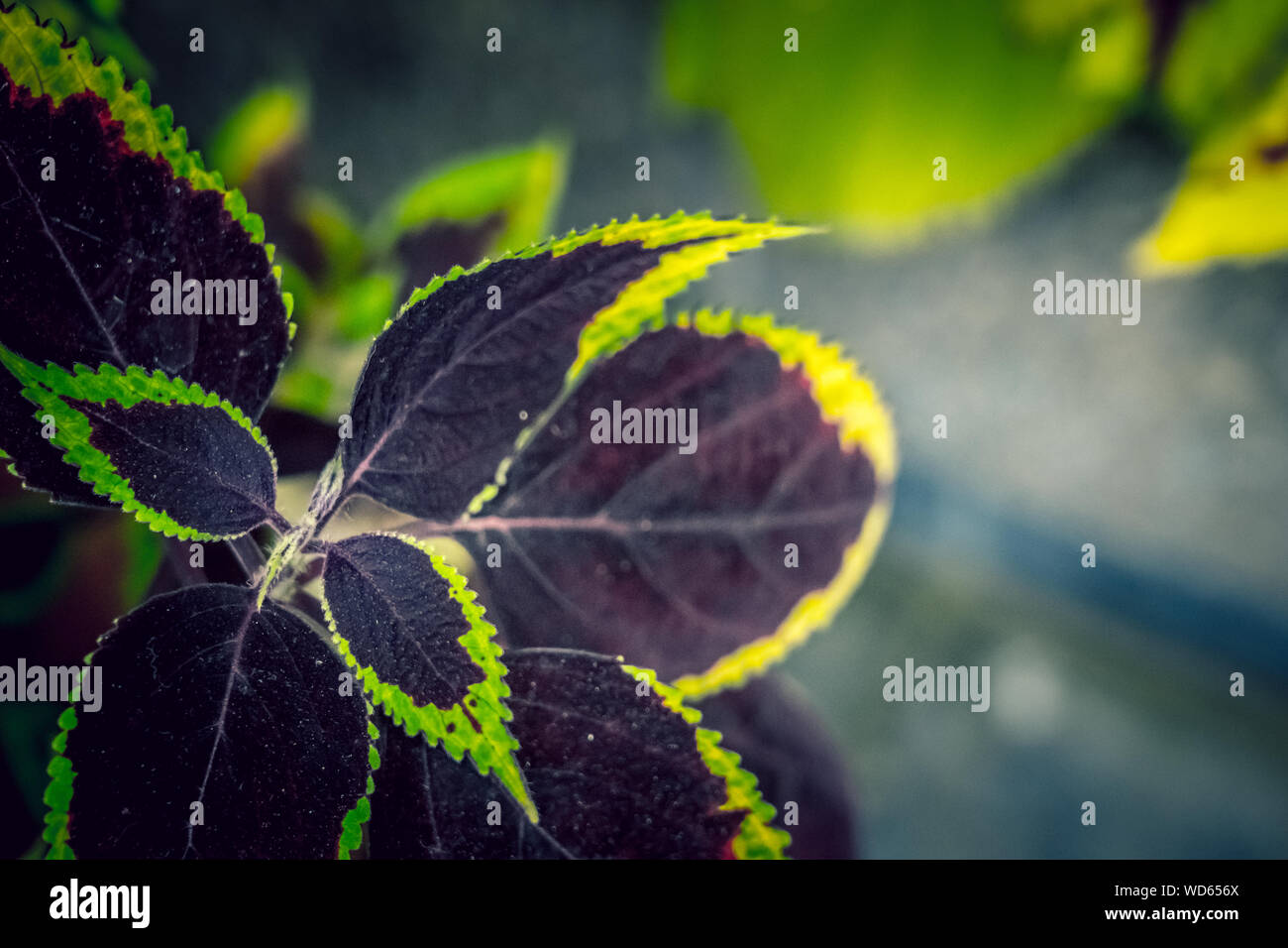 Coleus background. Coleus plant close up Stock Photo - Alamy