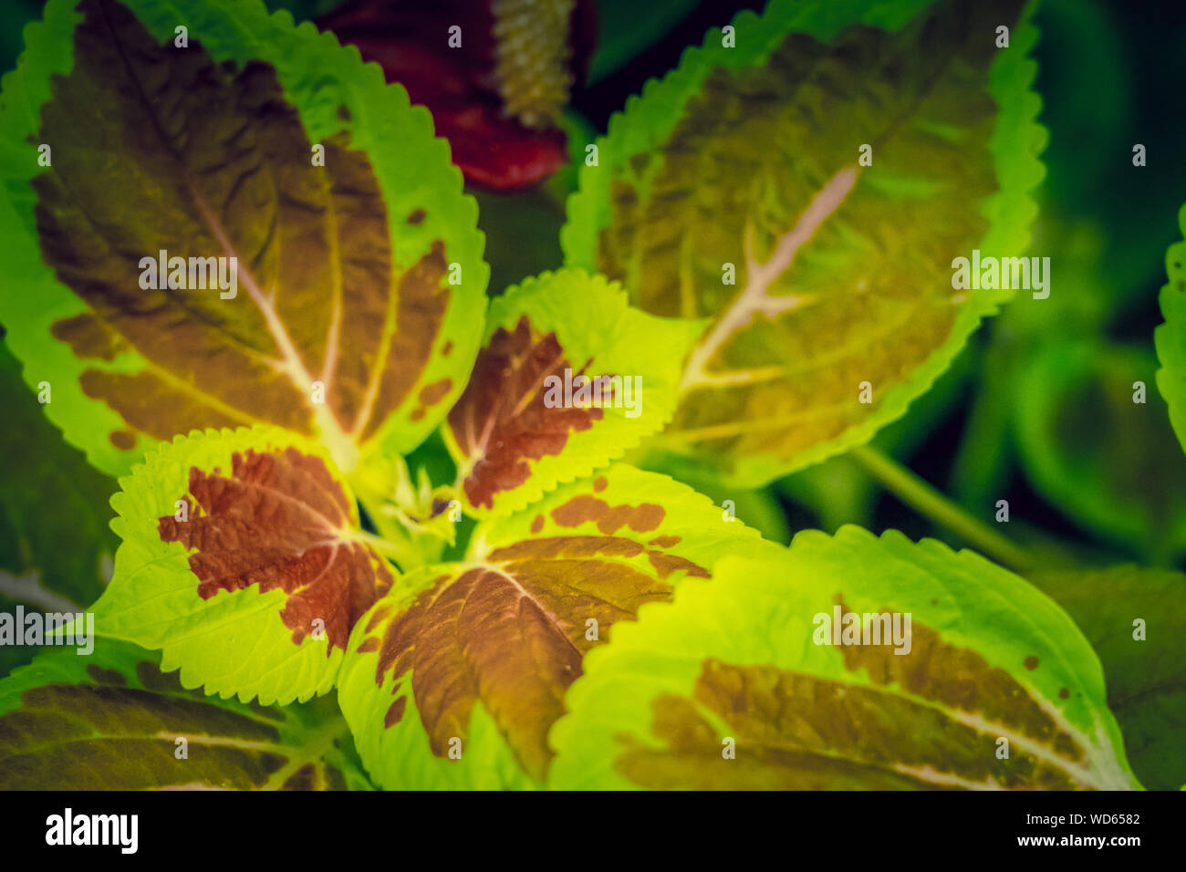 Coleus background. Coleus plant close up Stock Photo - Alamy