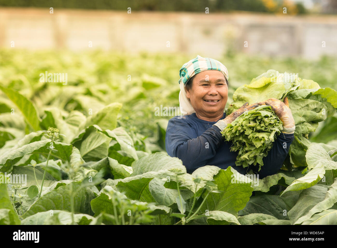 Farmer with vegetables High Resolution Stock Photography and Images - Alamy