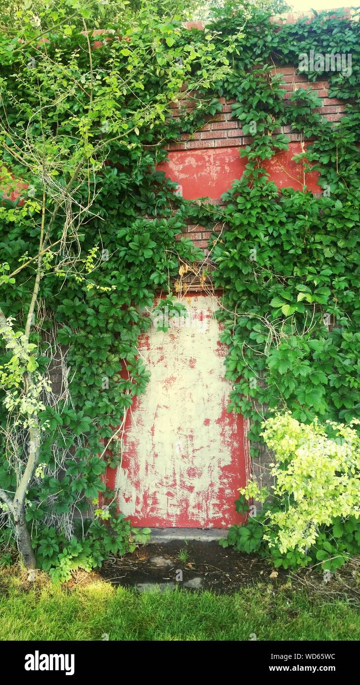 Covered in creepers hi-res stock photography and images - Alamy