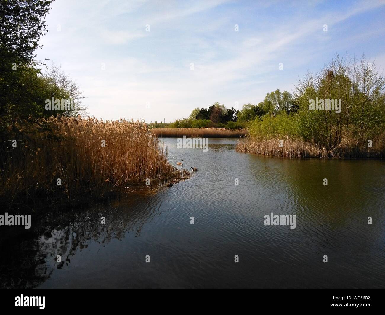 Plants of river hi-res stock photography and images - Alamy