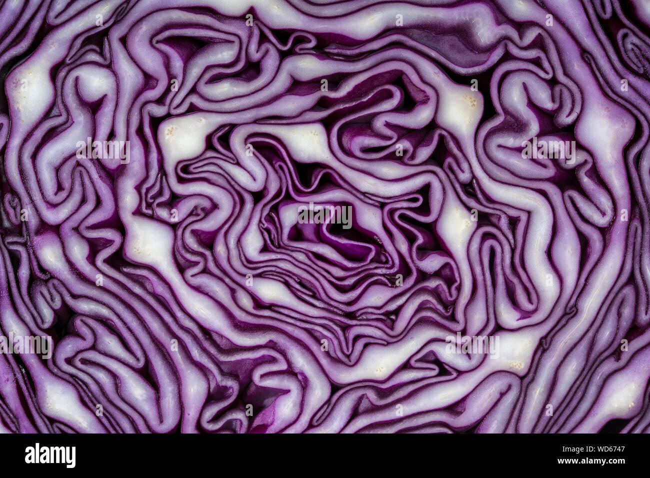 Background of the blue cabbage in the cut, macro photography. Close up ...