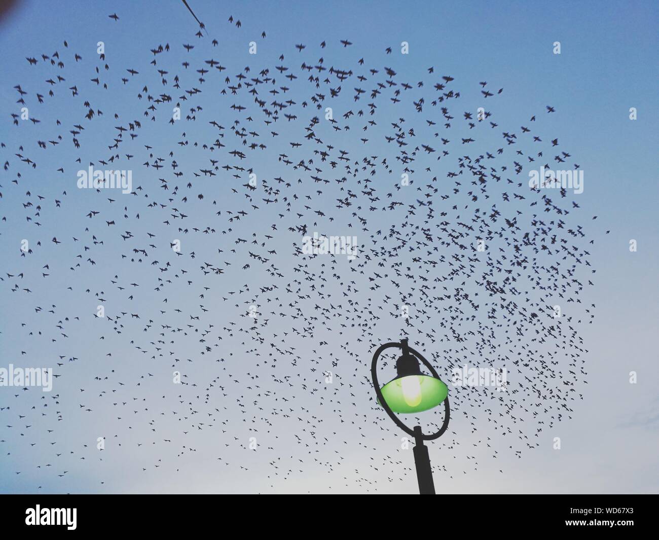 Illuminated birds hi-res stock photography and images - Alamy