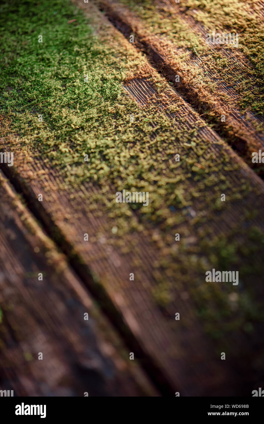 Wooden table with moss in sunlight close-up. Natural texture Stock ...
