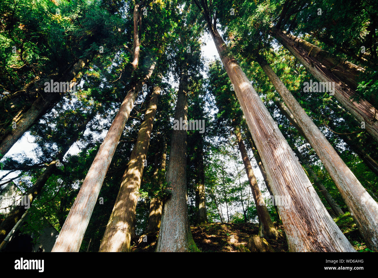 Pine big tree forest in autumn, Nikko Japan Stock Photo - Alamy