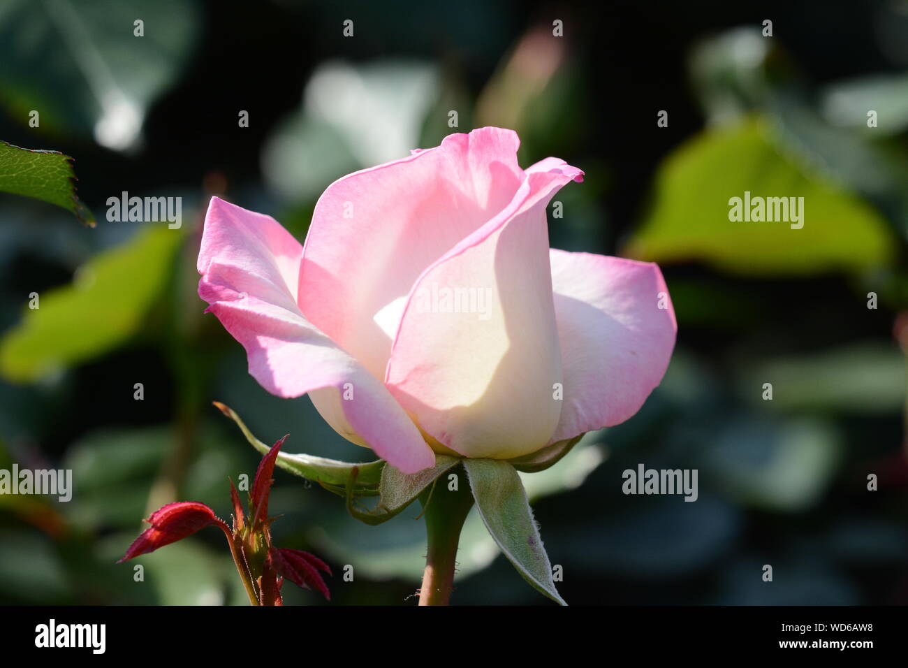 Rose sepal hi-res stock photography and images - Alamy