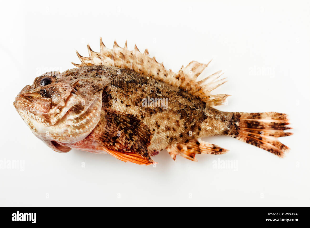 Fish above white background hi-res stock photography and images - Alamy