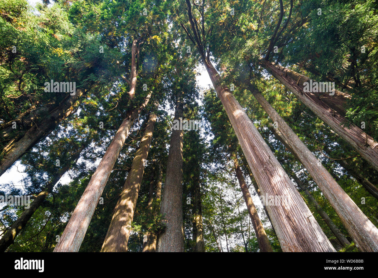 Pine big tree forest in autumn, Nikko Japan Stock Photo - Alamy