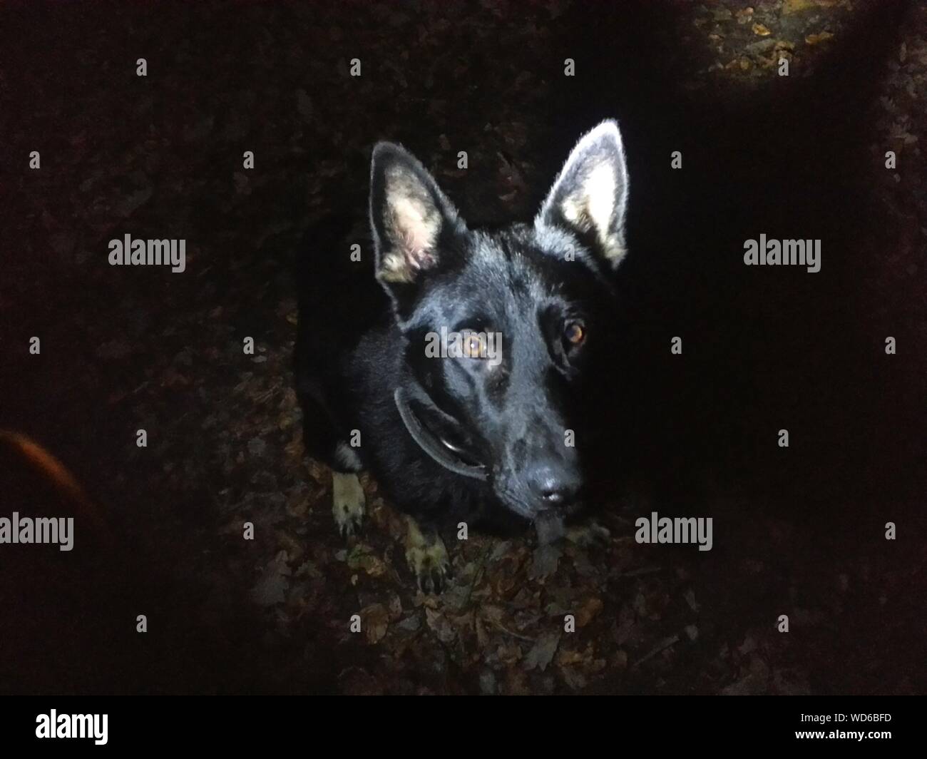 Black dog night hi-res stock photography and images - Alamy