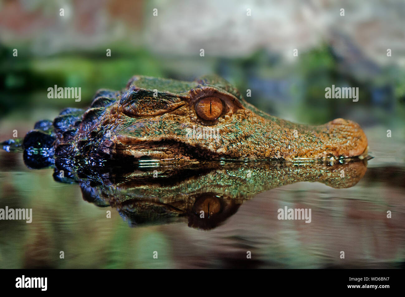 Reptile side profile hi-res stock photography and images - Alamy