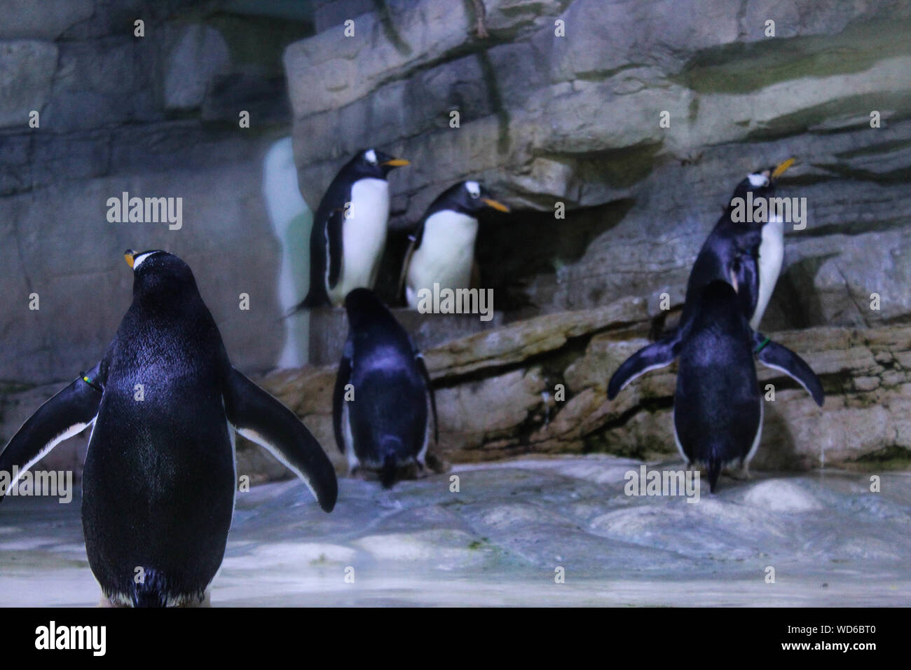 In penguin cave in penguin cave hi-res stock photography and images - Alamy
