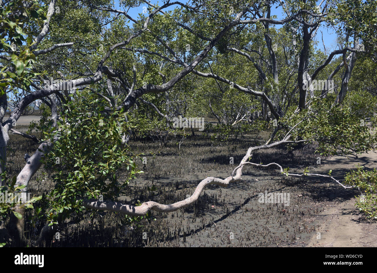 Mangrove trees at Nudgee Beach, Queensland, Australia Stock Photo - Alamy