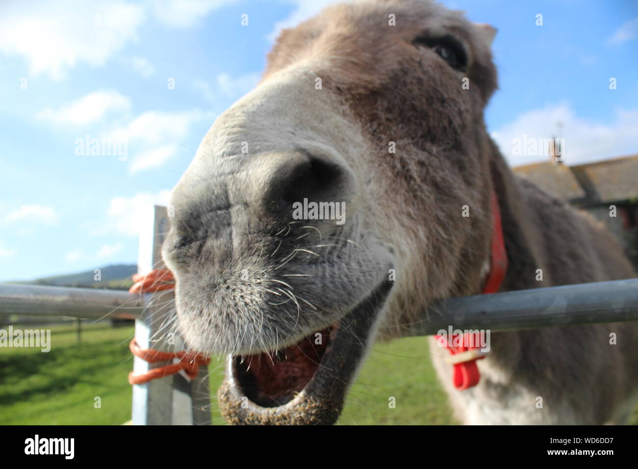 Donkey with open mouth hi-res stock photography and images - Alamy
