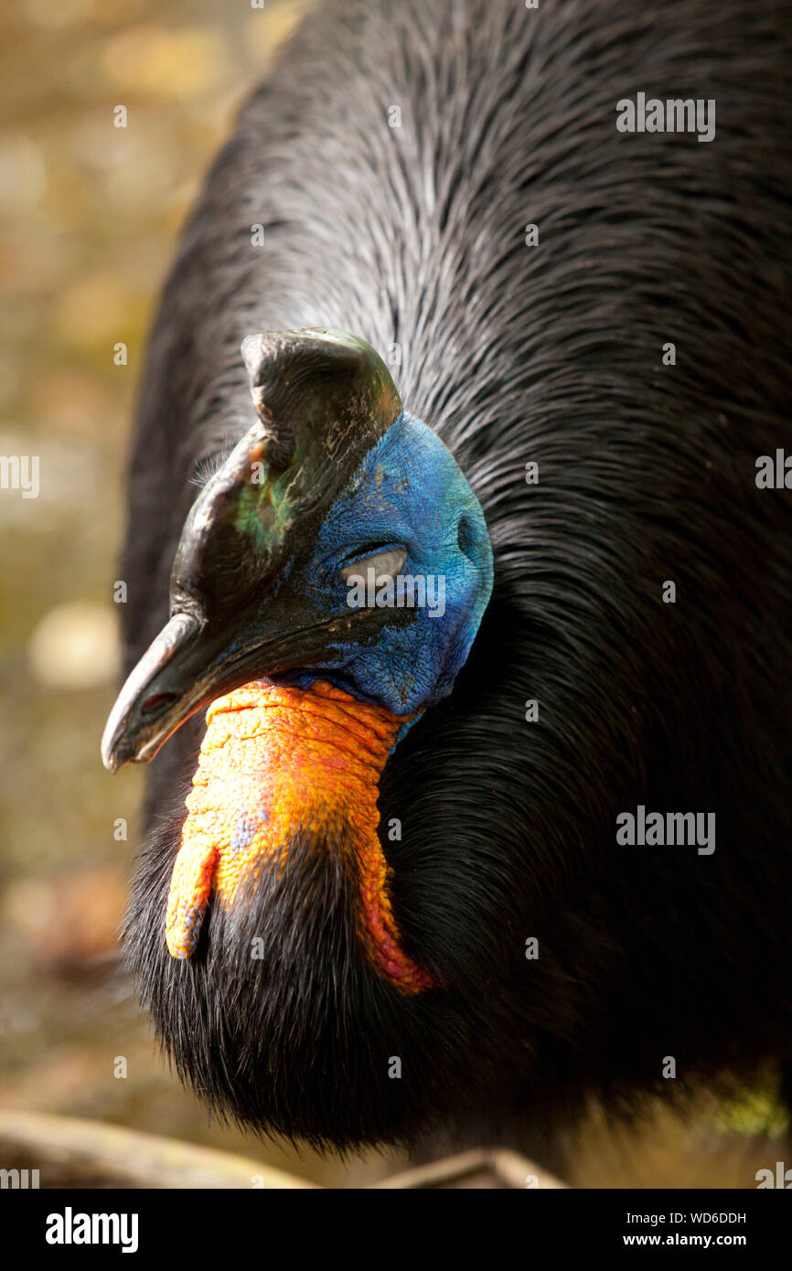 Cassowary Eye High Resolution Stock Photography and Images - Alamy